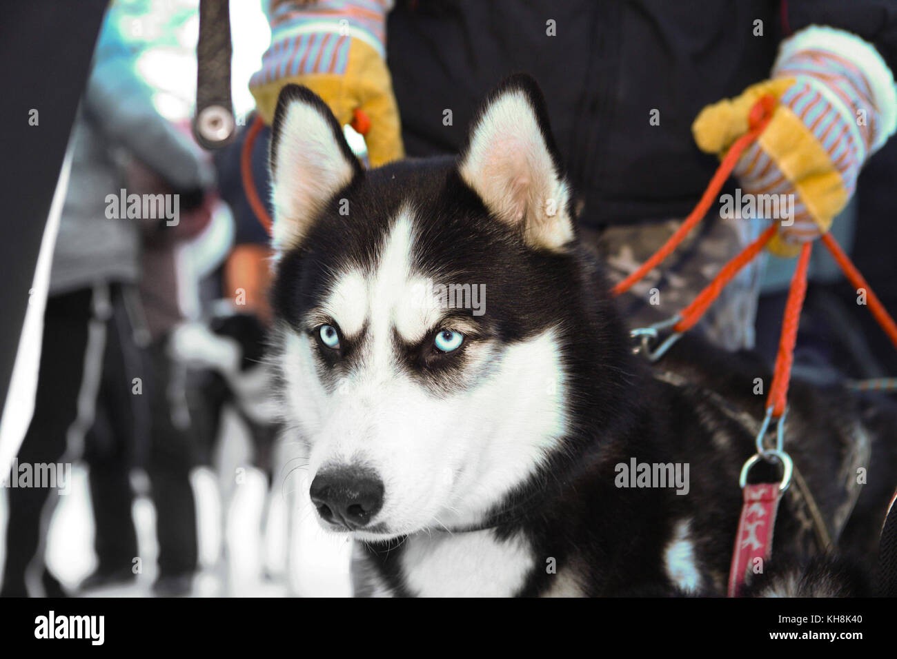husky racing dogs on the snow Stock Photo - Alamy