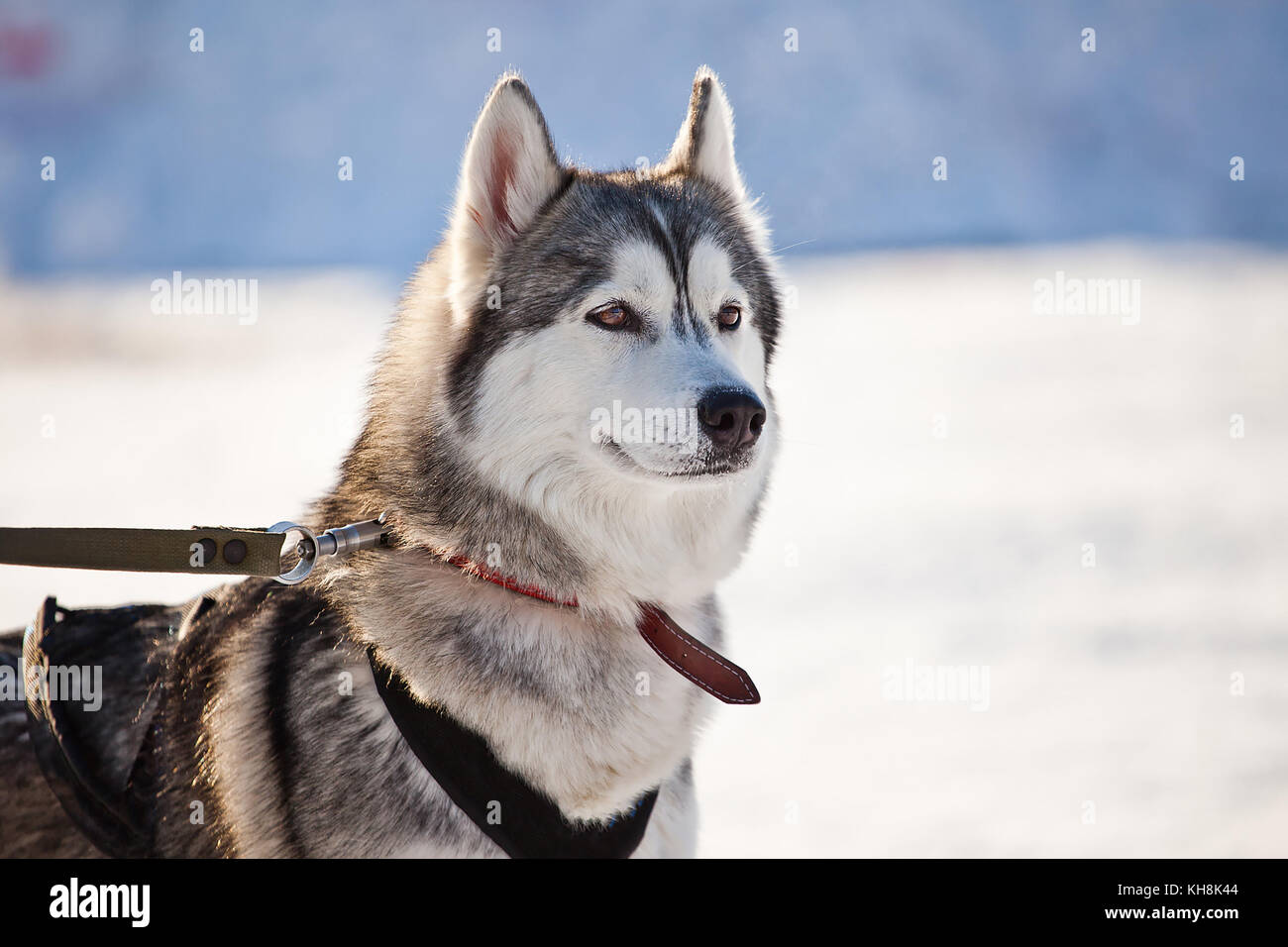 husky racing dogs on the snow Stock Photo - Alamy