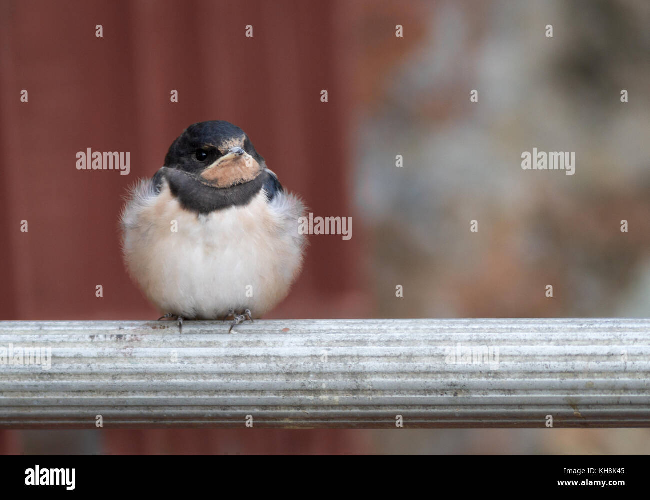 Swift bird uk hi-res stock photography and images - Alamy