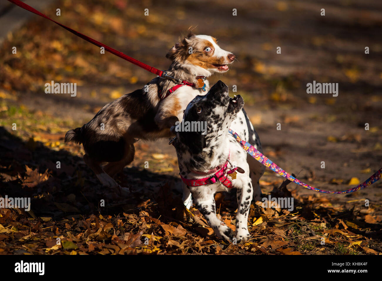 Playing dogs in the park Stock Photo - Alamy