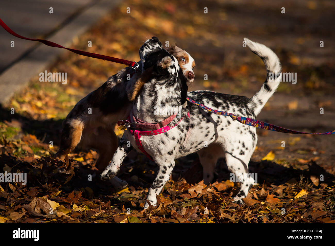 Playing dogs in the park Stock Photo - Alamy