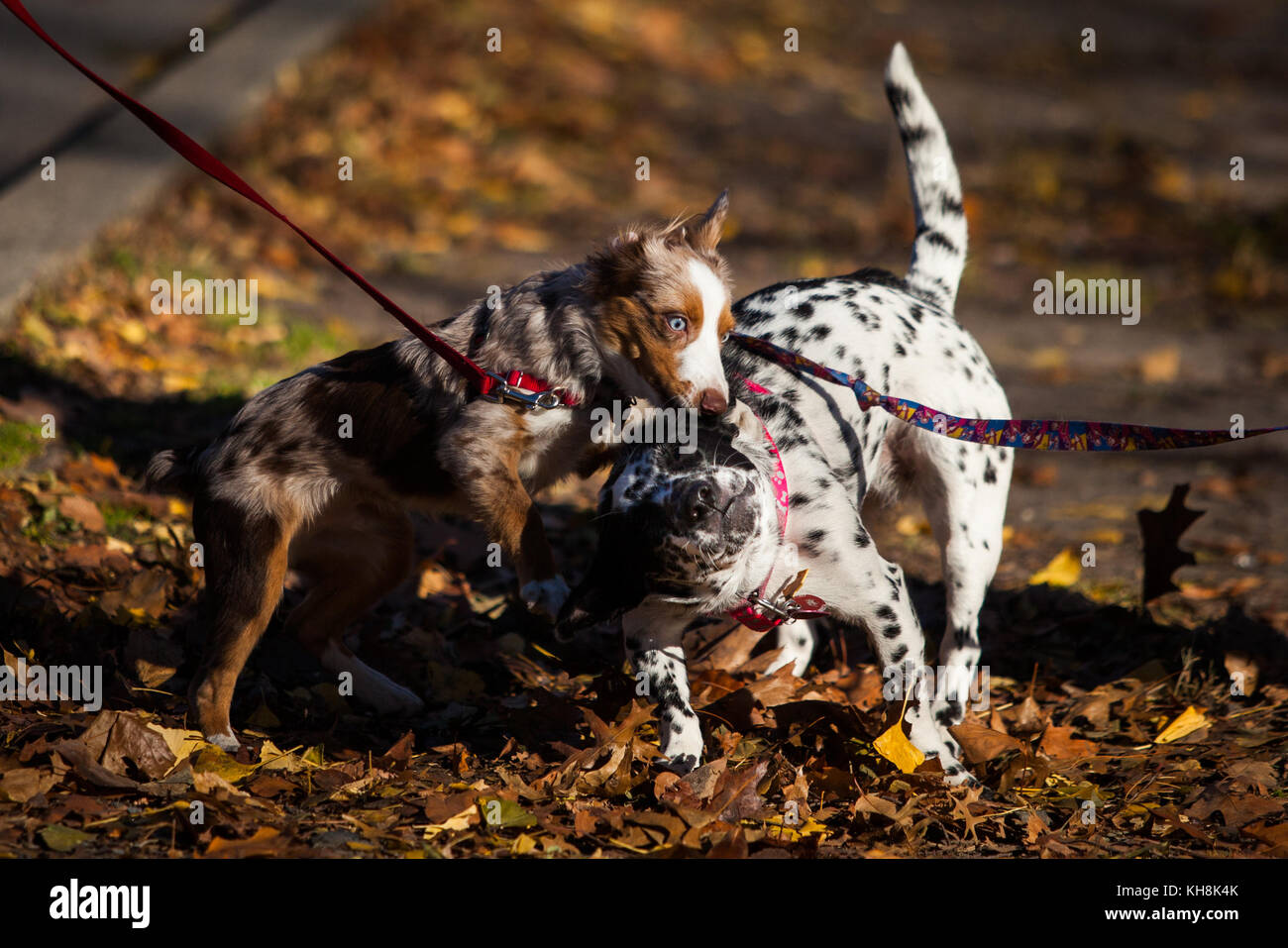 Playing dogs in the park Stock Photo - Alamy