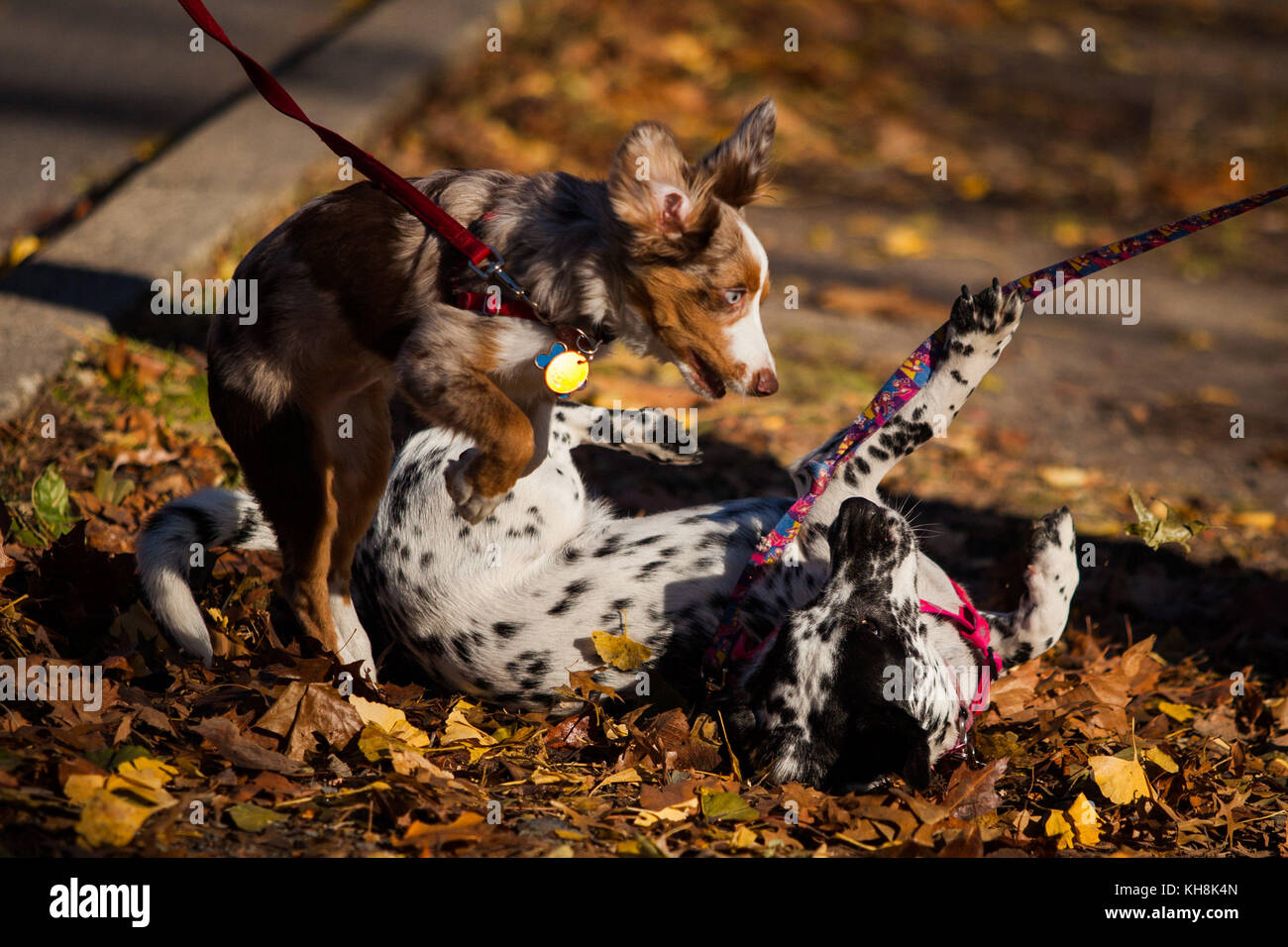 Playing dogs in the park Stock Photo - Alamy