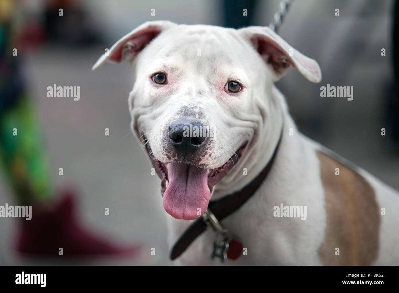 Cute dog close look bulldog staring Stock Photo - Alamy