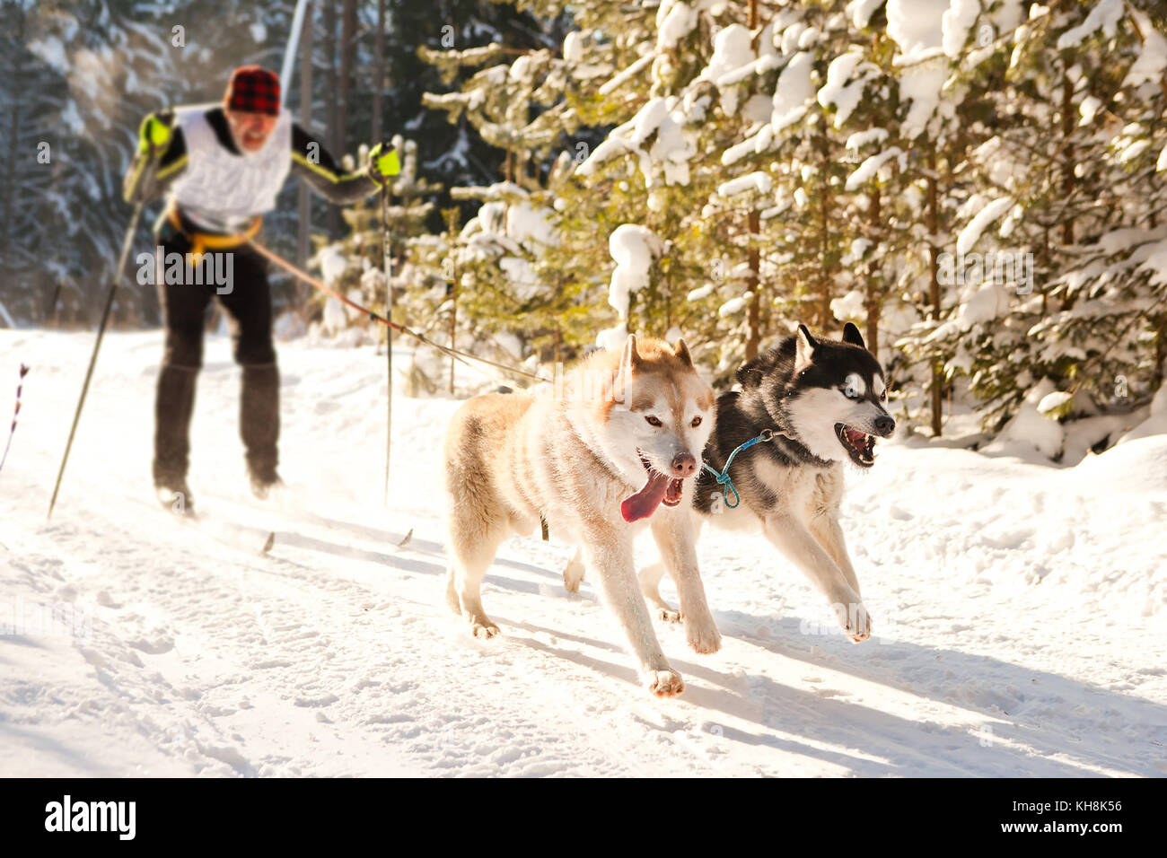 Ice sledge racing hi-res stock photography and images - Alamy