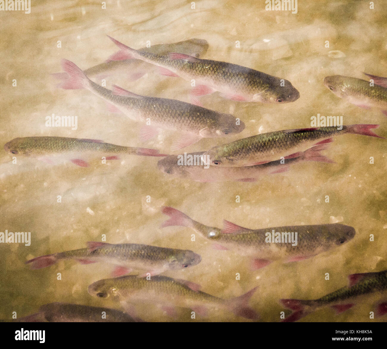 Chub fish hi-res stock photography and images - Alamy
