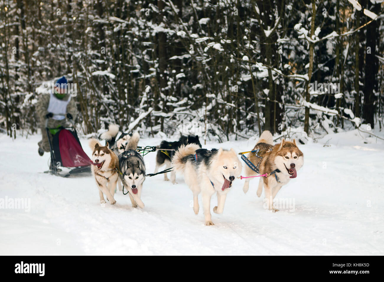husky racing dogs on the snow Stock Photo - Alamy