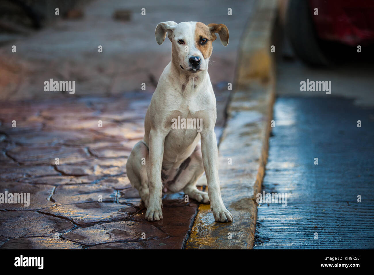 Sad dog waiting and staring Stock Photo - Alamy