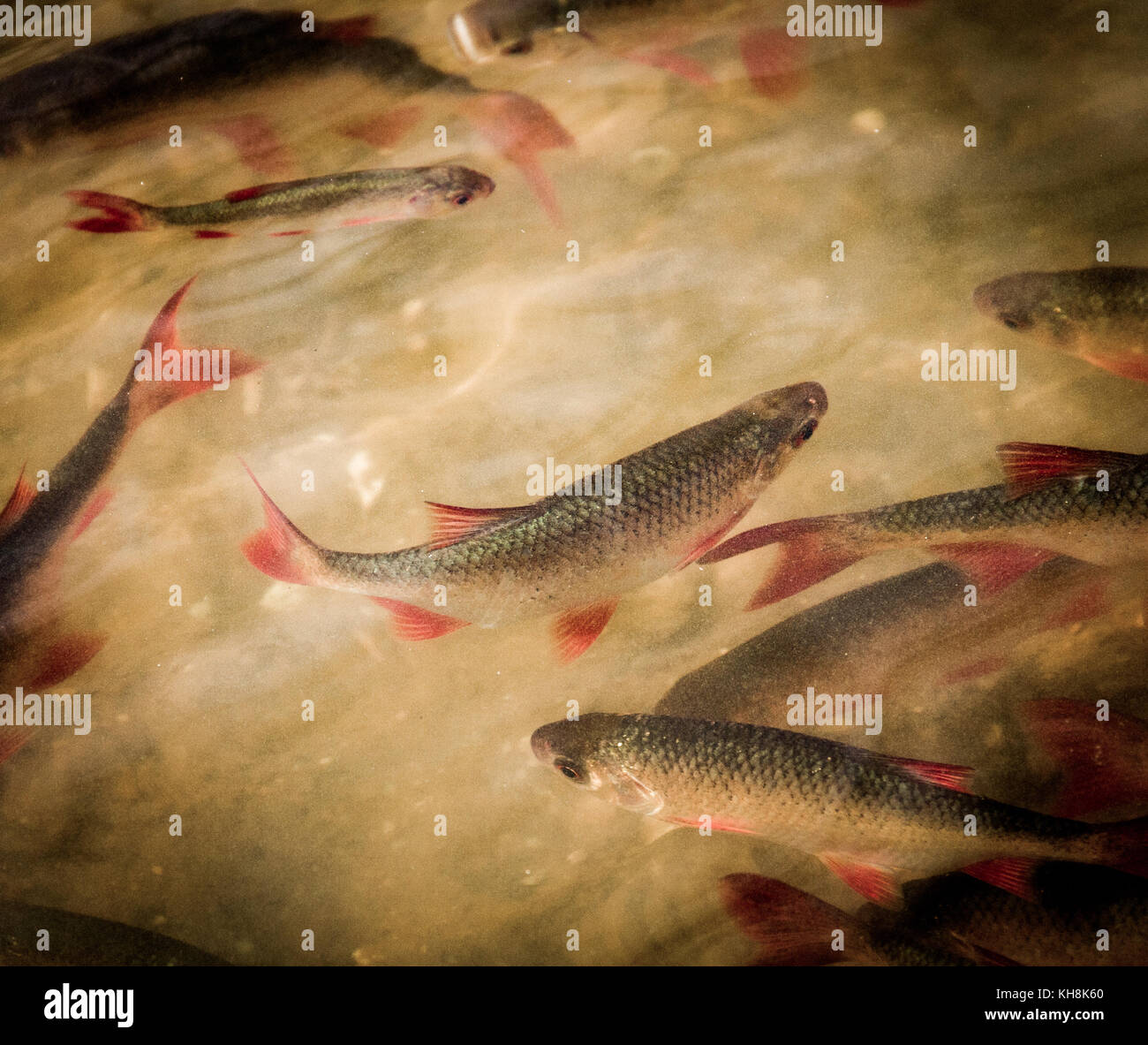 Chub fish hi-res stock photography and images - Alamy