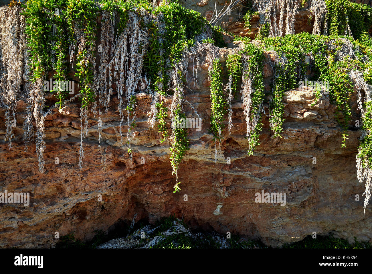 Rocky surface cliff green plants hi-res stock photography and images ...
