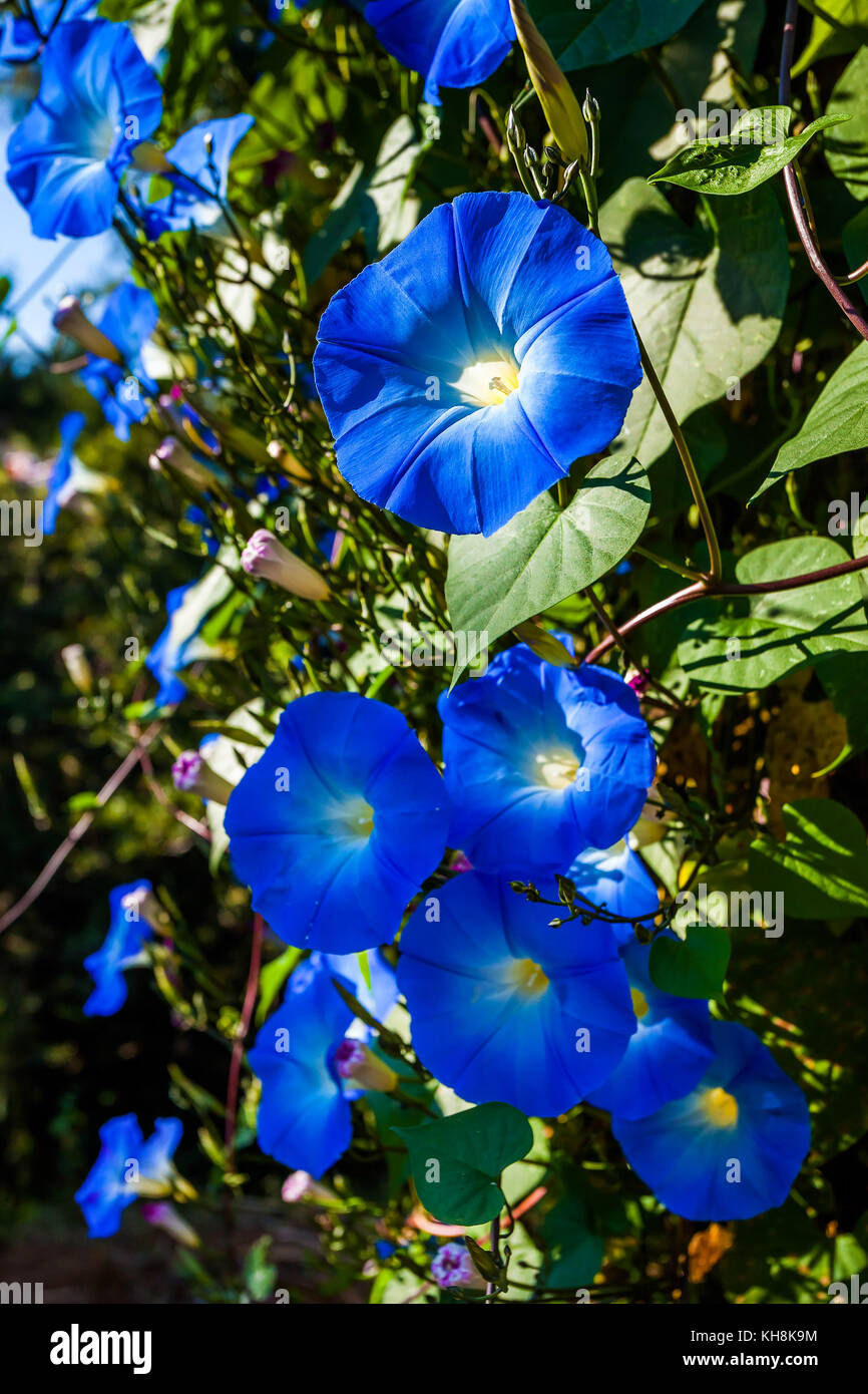 beautiful close up flowers at daylight Stock Photo - Alamy