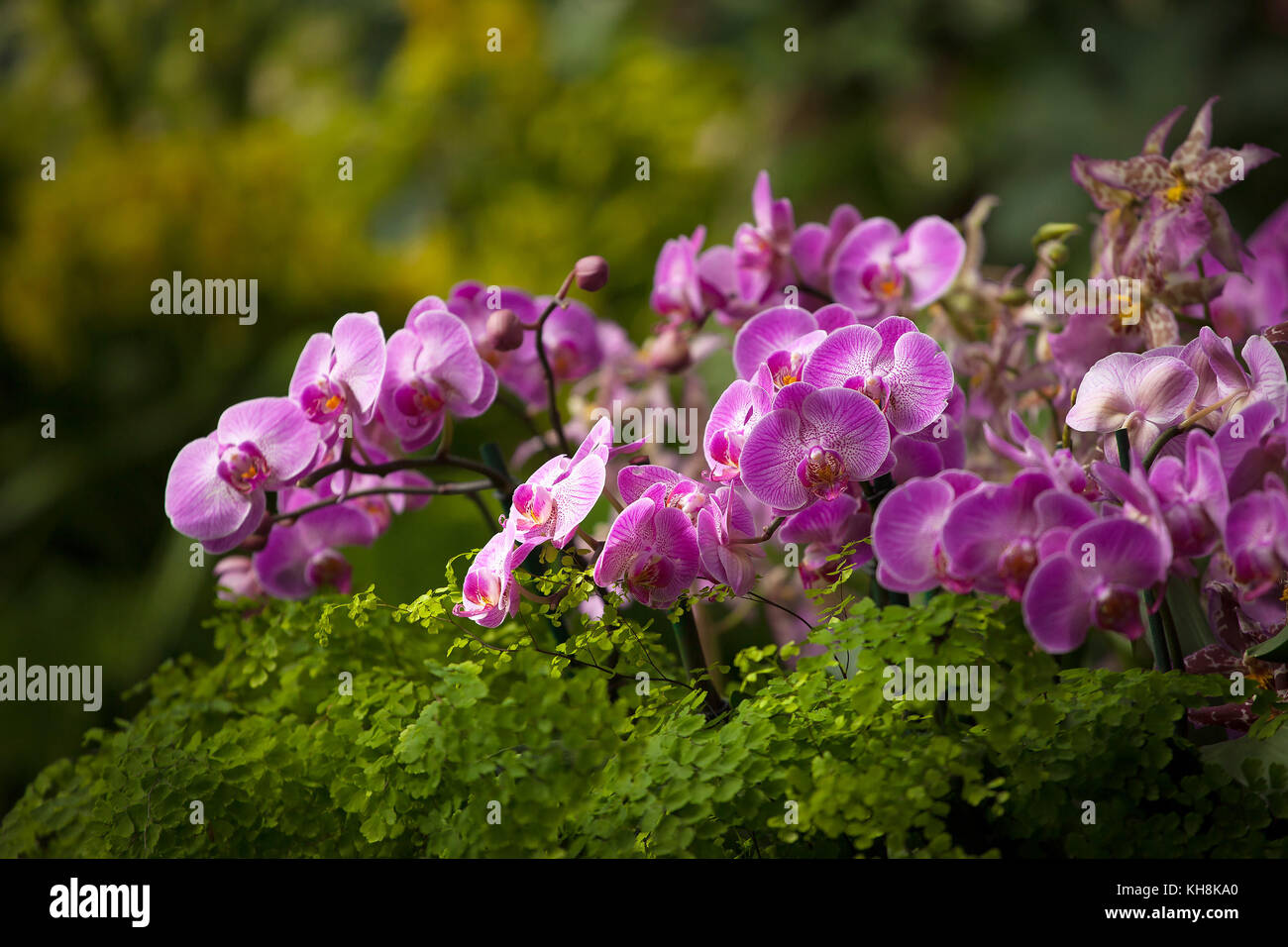 beautiful close up flowers at daylight Stock Photo - Alamy