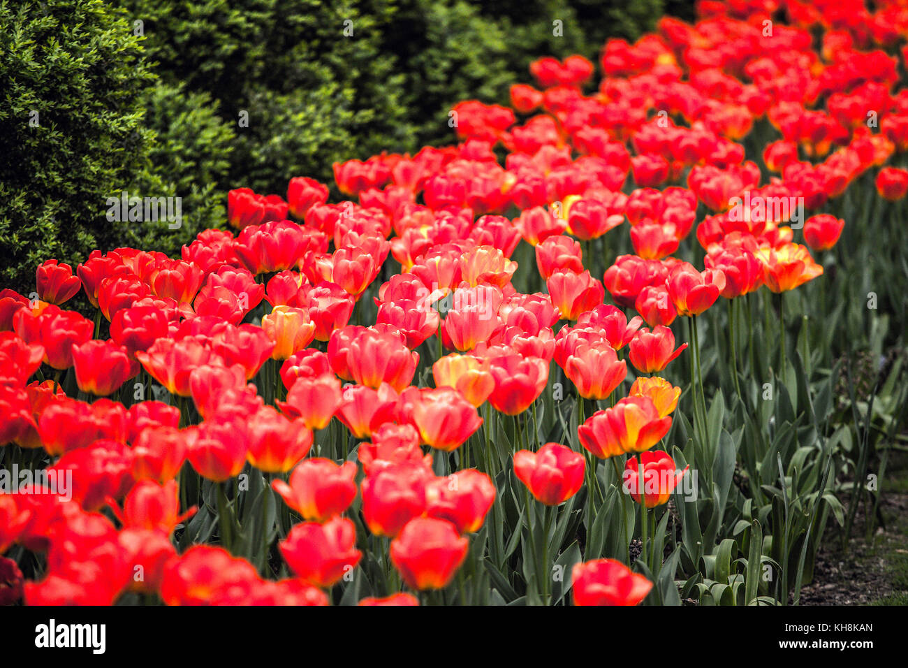 beautiful close up flowers at daylight Stock Photo - Alamy