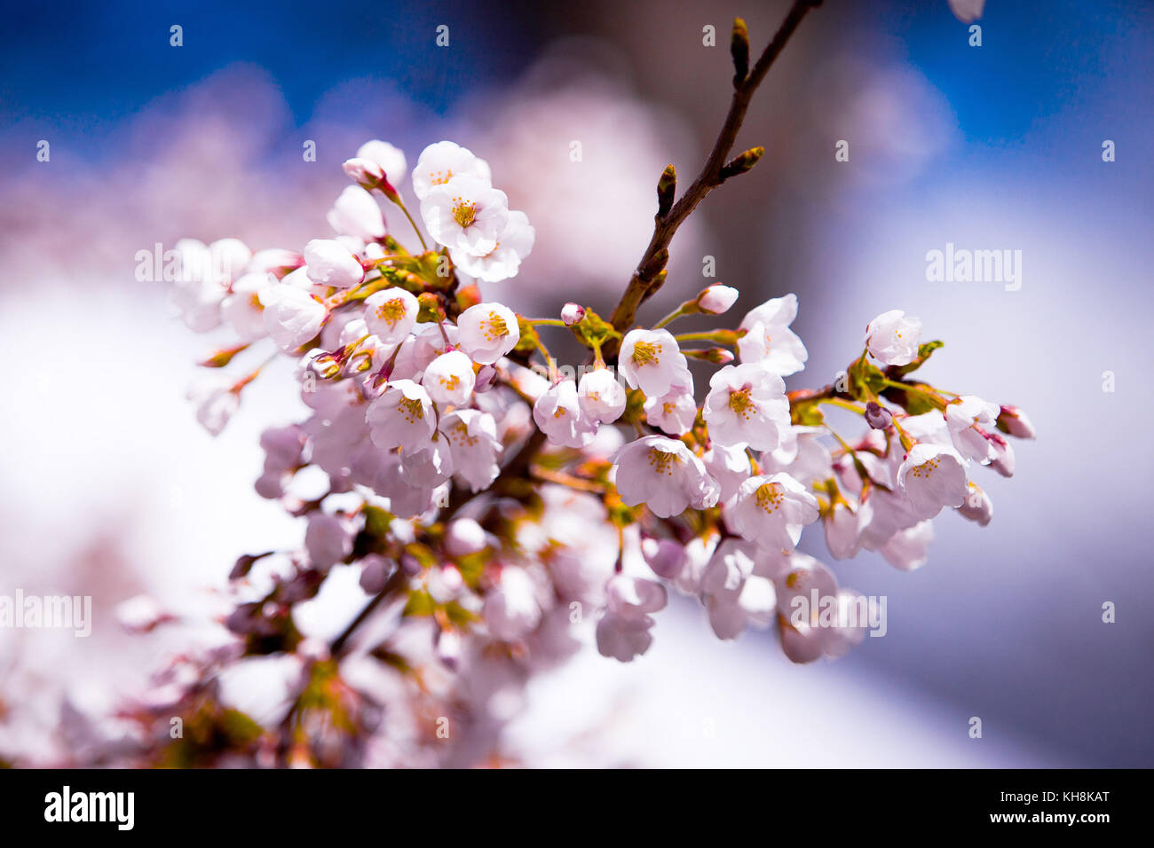 beautiful close up flowers at daylight Stock Photo - Alamy