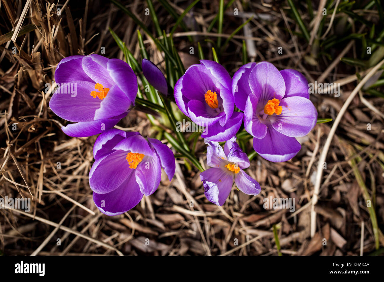 beautiful close up flowers at daylight Stock Photo - Alamy