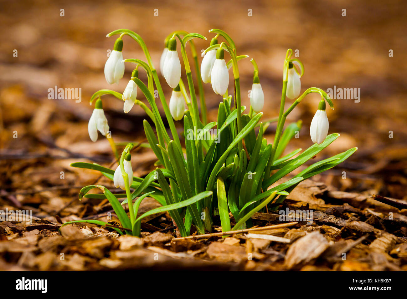 beautiful close up flowers at daylight Stock Photo - Alamy