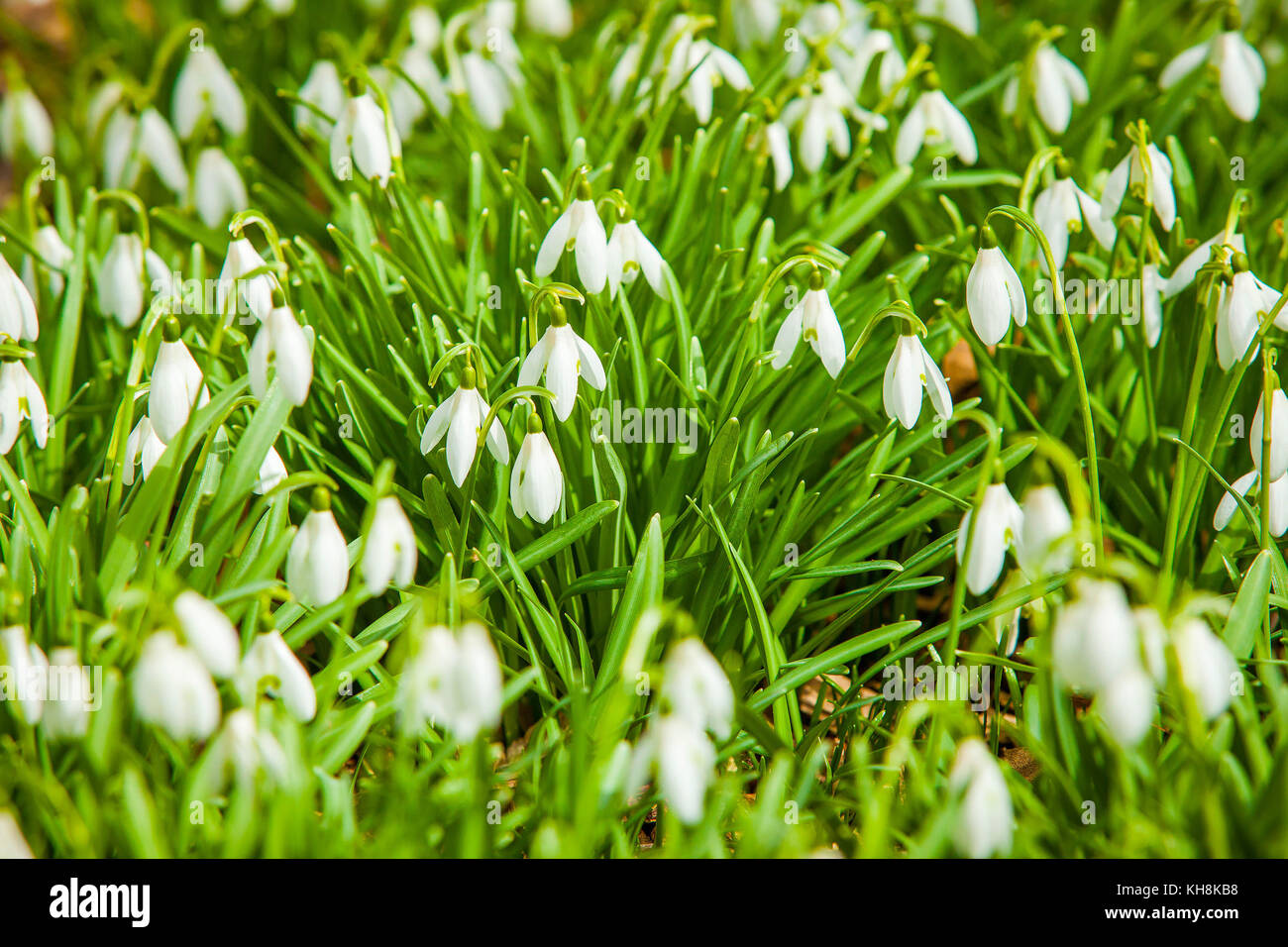 beautiful close up flowers at daylight Stock Photo - Alamy