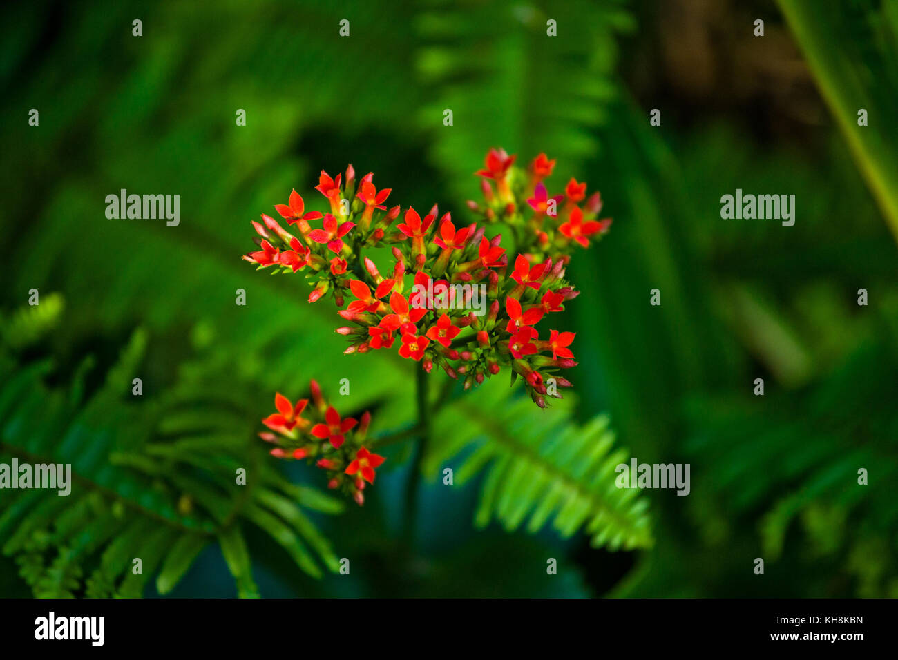 beautiful close up flowers at daylight Stock Photo - Alamy