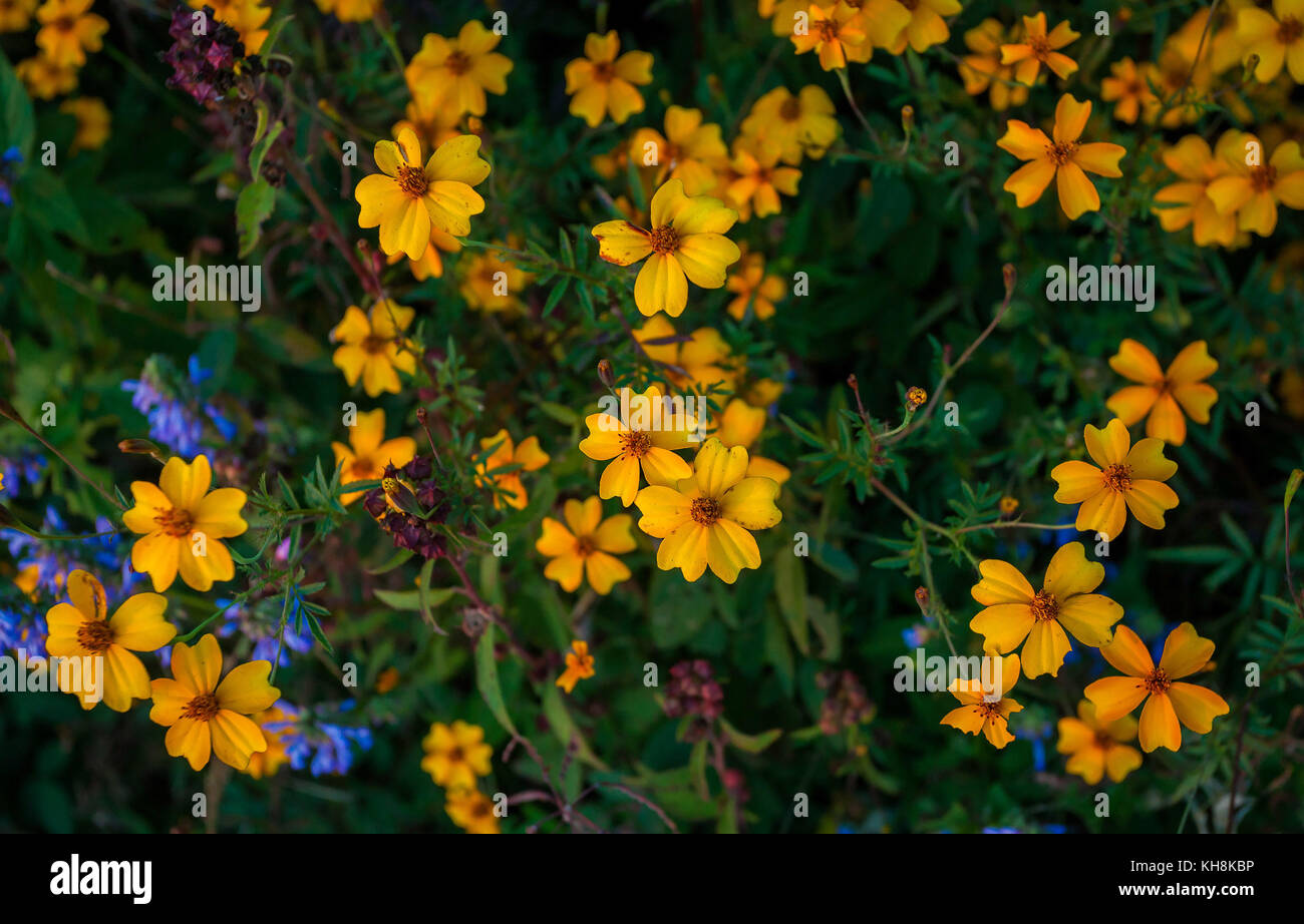 beautiful close up flowers at daylight Stock Photo - Alamy
