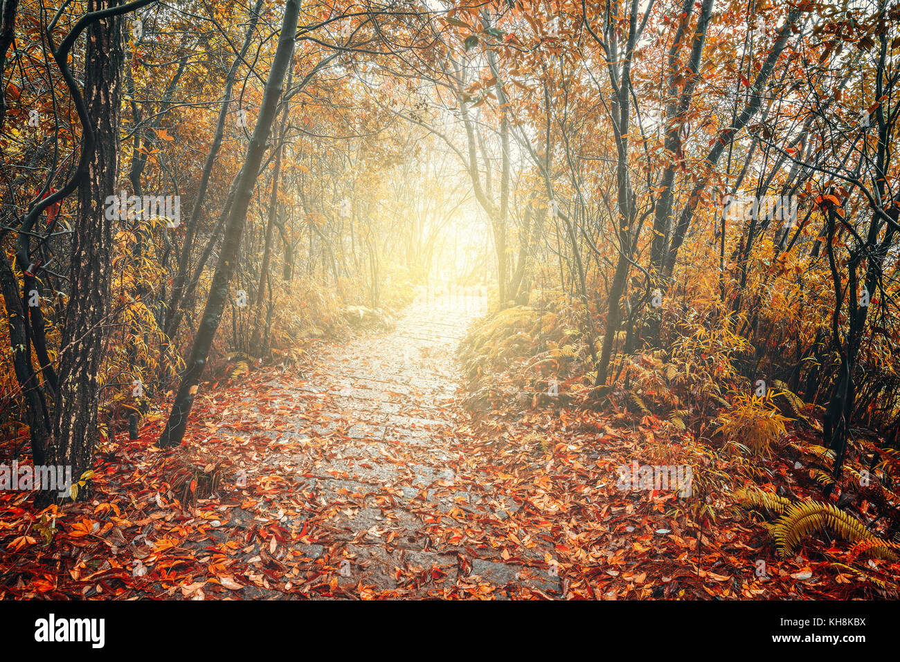 Wet stone path in Zhangjiajie Forest Park at rainy autumn day time ...