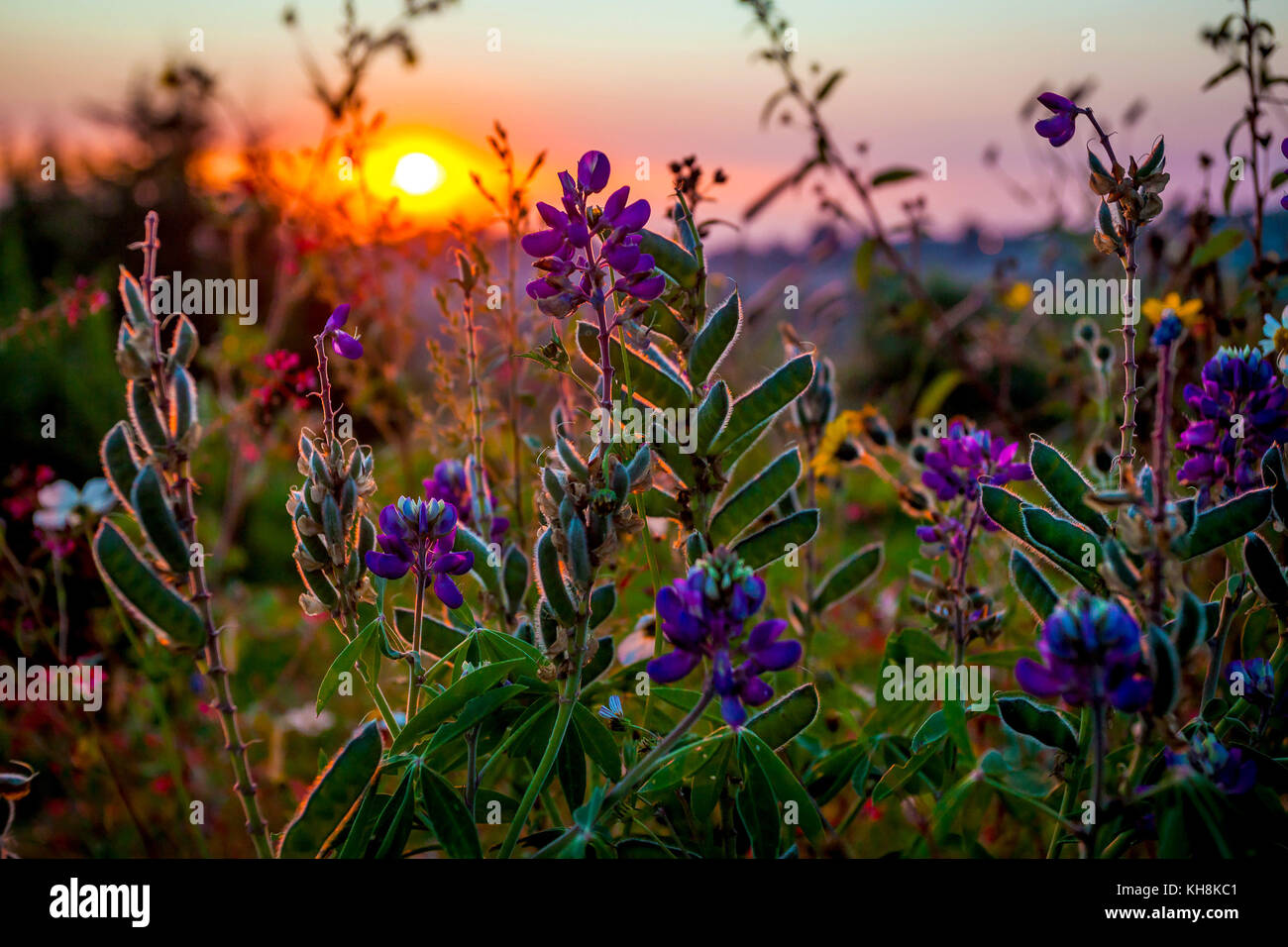 beautiful close up flowers at daylight Stock Photo - Alamy