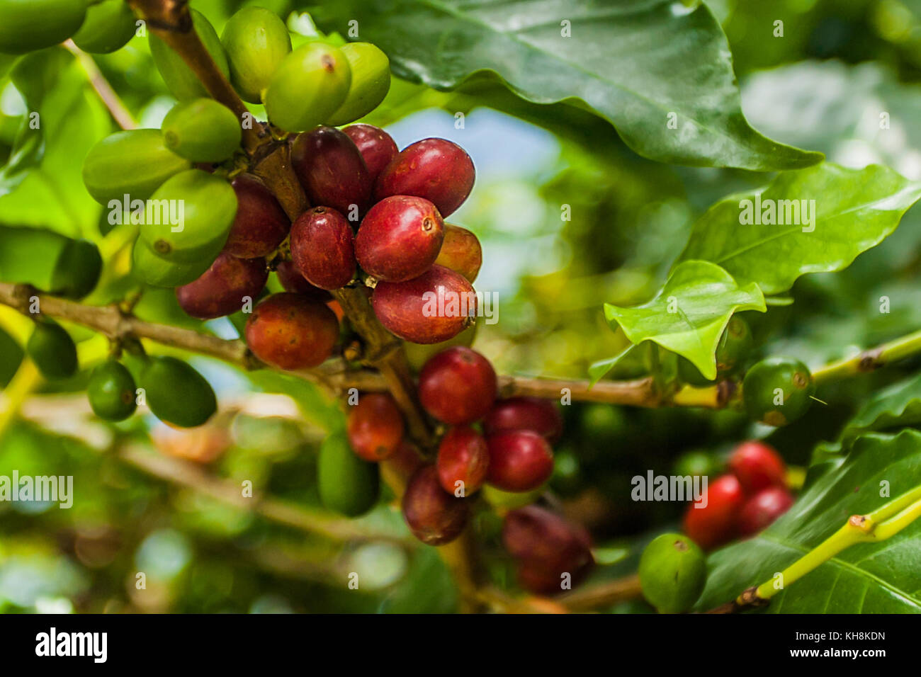 Seeds of coffee tree hi-res stock photography and images - Alamy