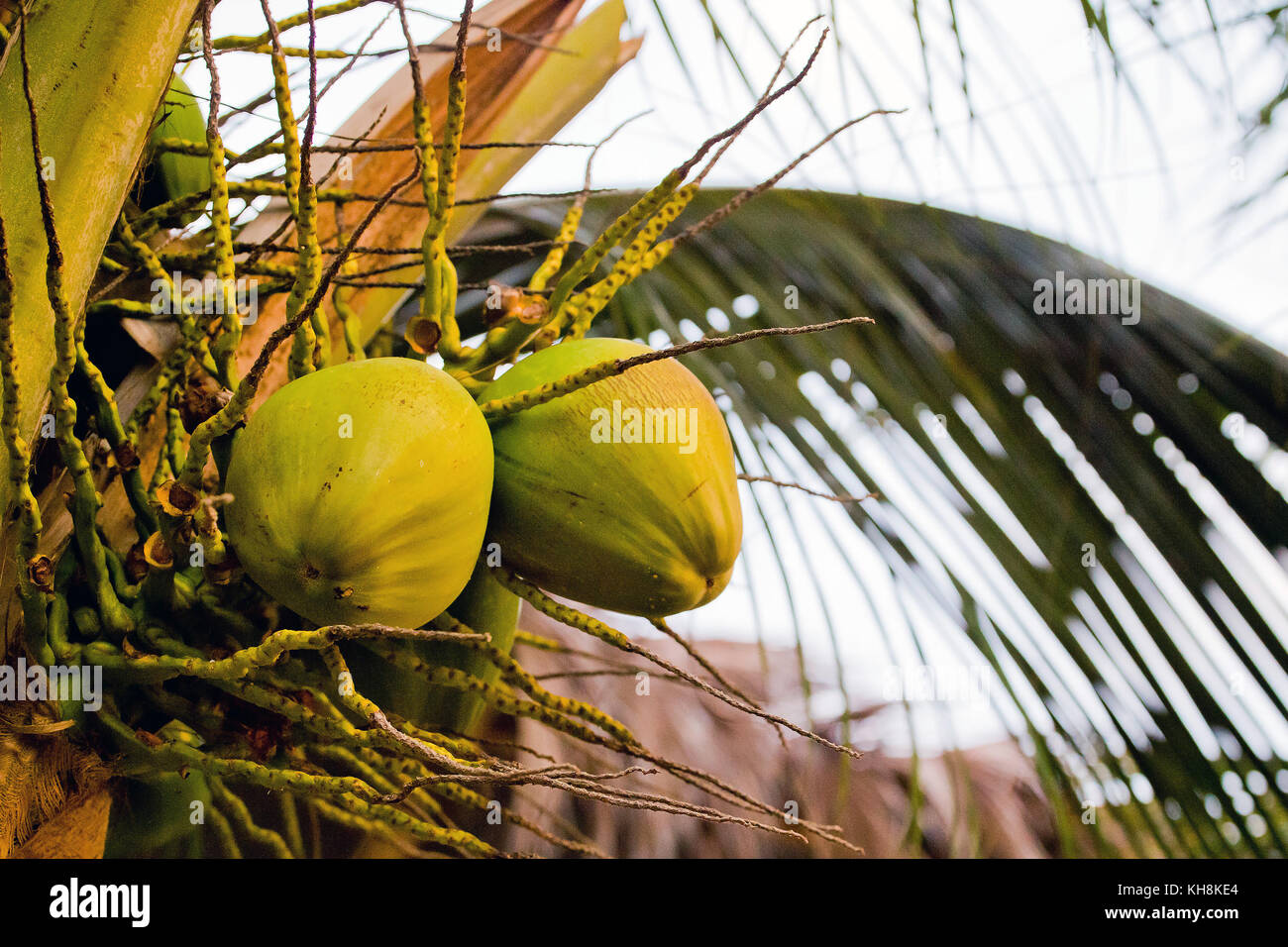 Coconuts on a tree Stock Photo - Alamy