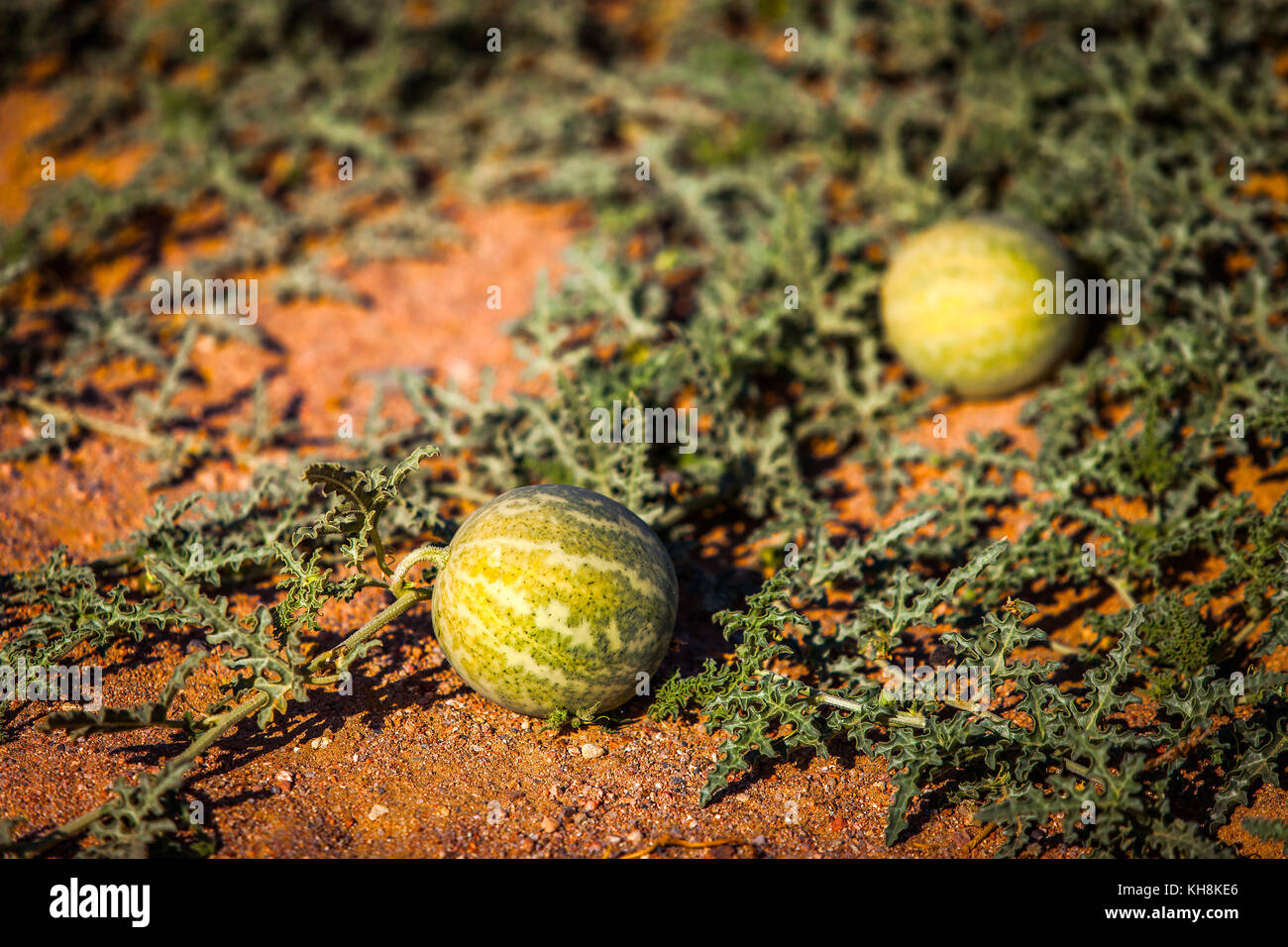 Watermelon citrullus vulgaris hi-res stock photography and images - Alamy