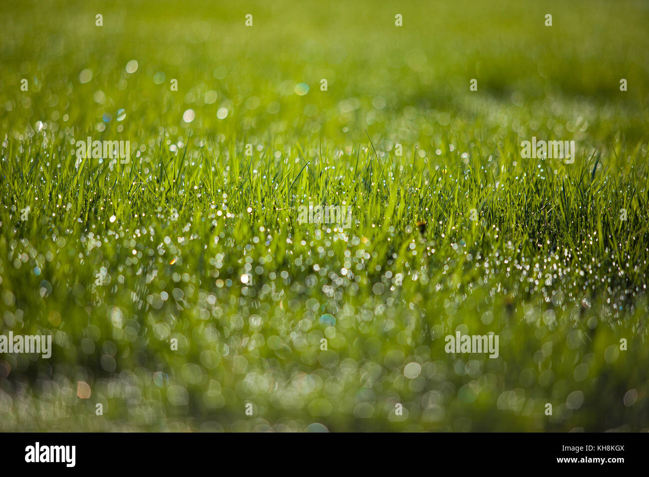 grass with water drops close up Stock Photo - Alamy