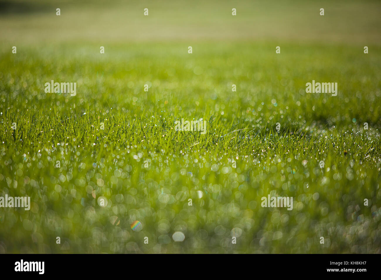 grass with water drops close up Stock Photo - Alamy