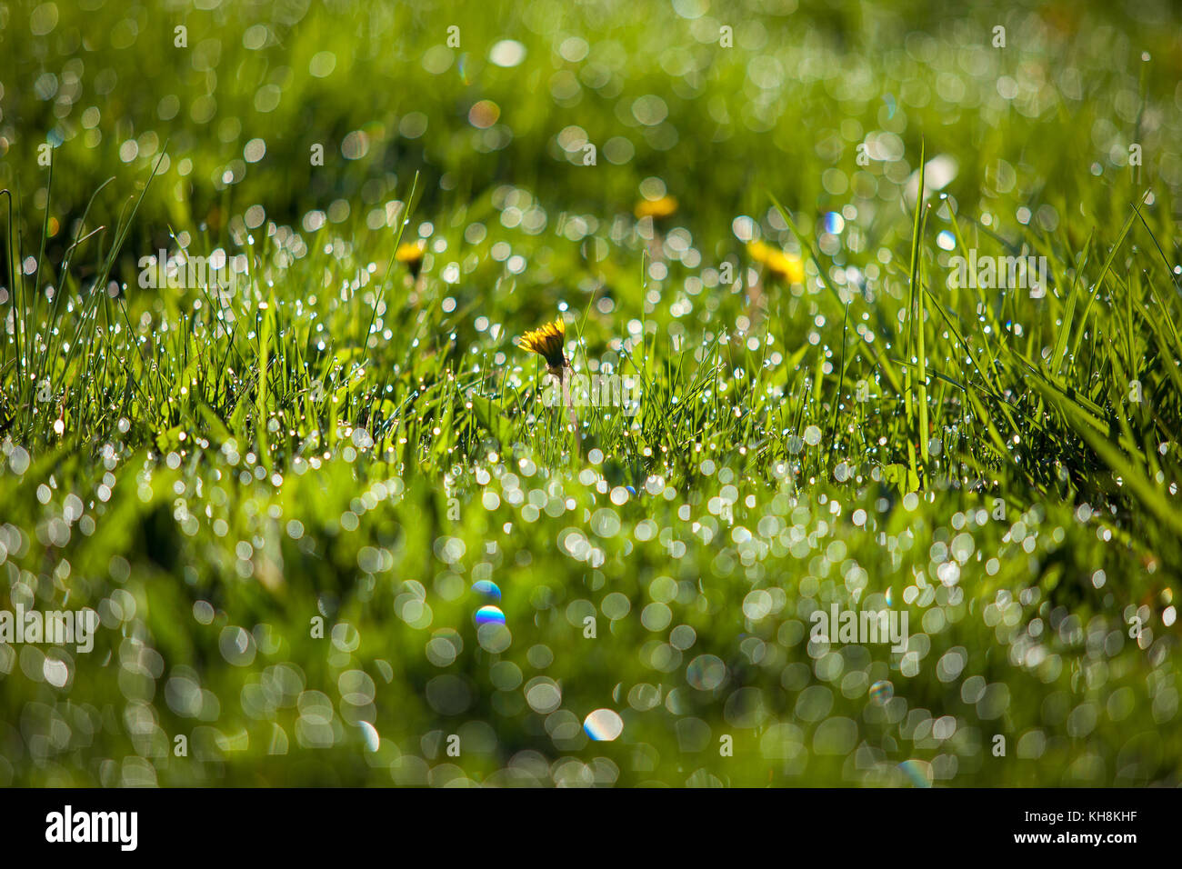 grass with water drops close up Stock Photo - Alamy