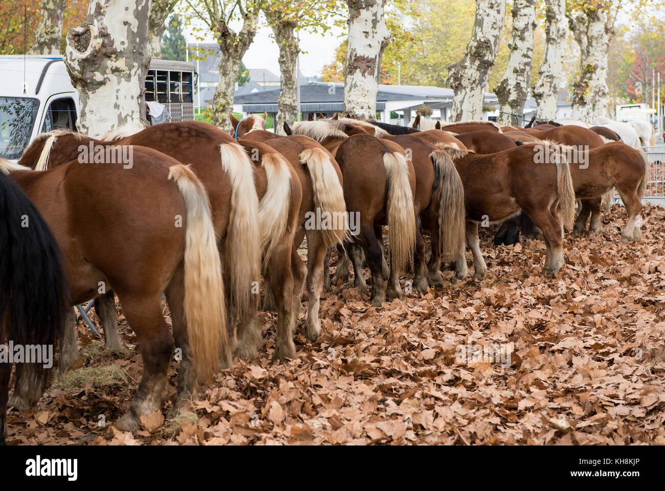 horses back view in the market place Stock Photo - Alamy