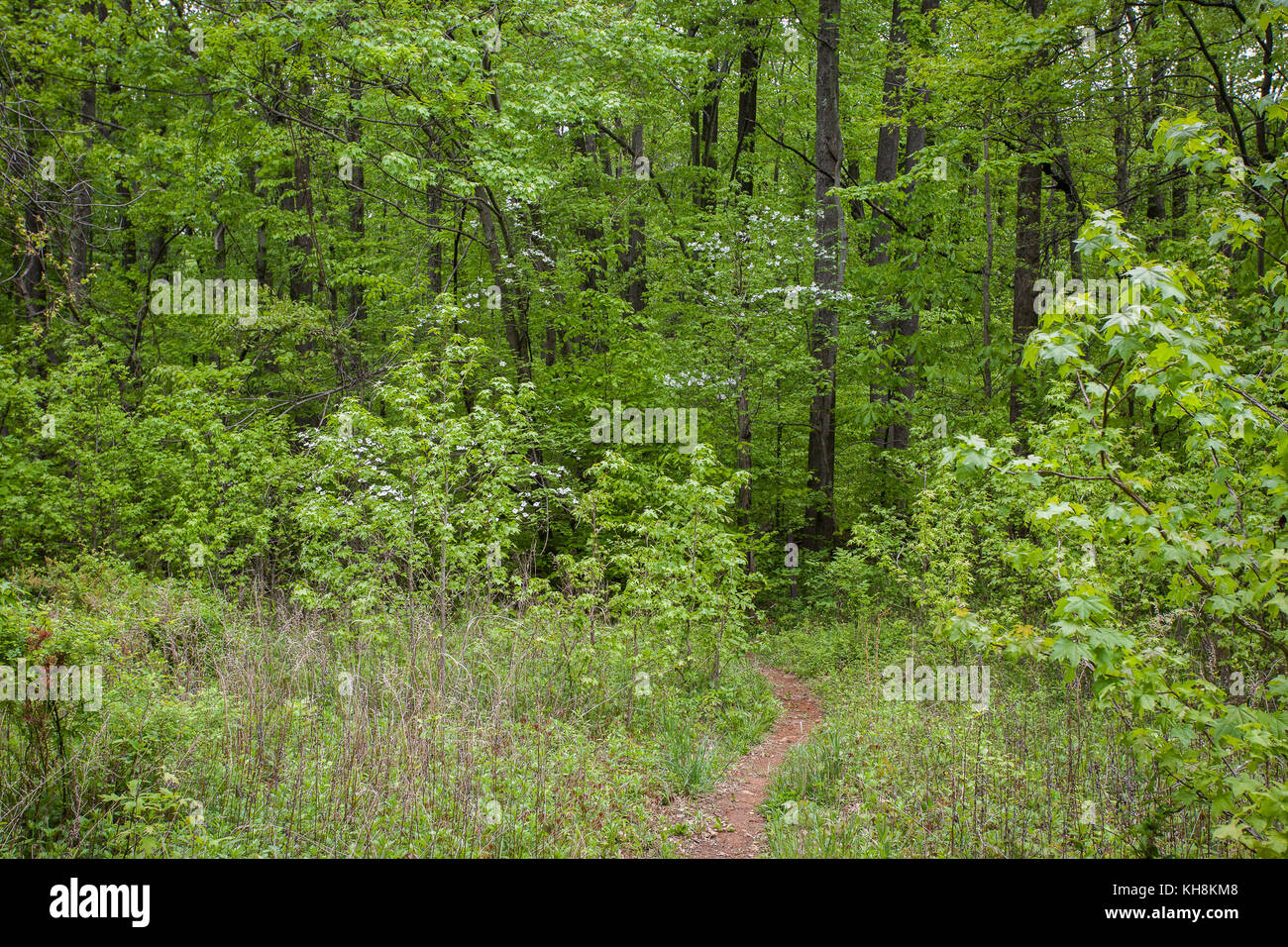 Forest hike in summer green Stock Photo - Alamy