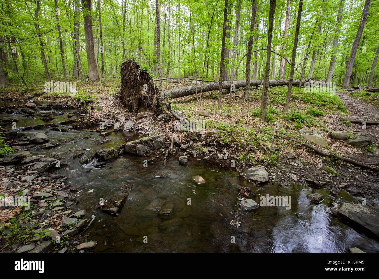 Forest hike in summer green Stock Photo - Alamy