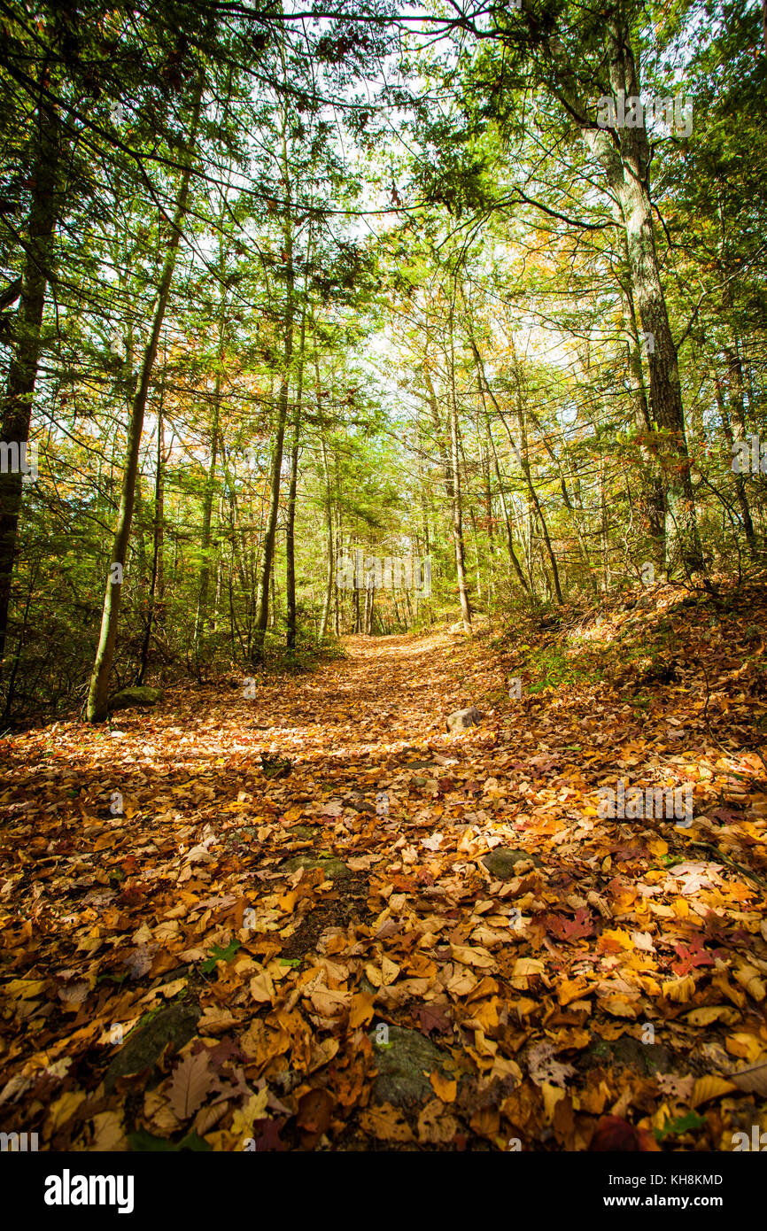 Autumn forest hiking path with leafs Stock Photo - Alamy