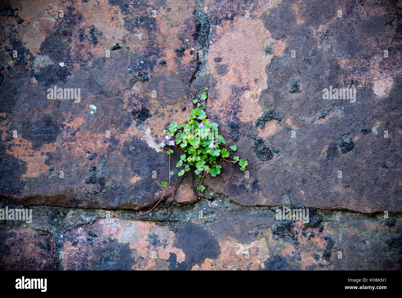Ivy-leaved toad flax Stock Photo - Alamy