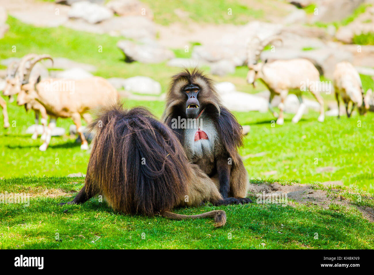 Pair of monkeys Stock Photo - Alamy