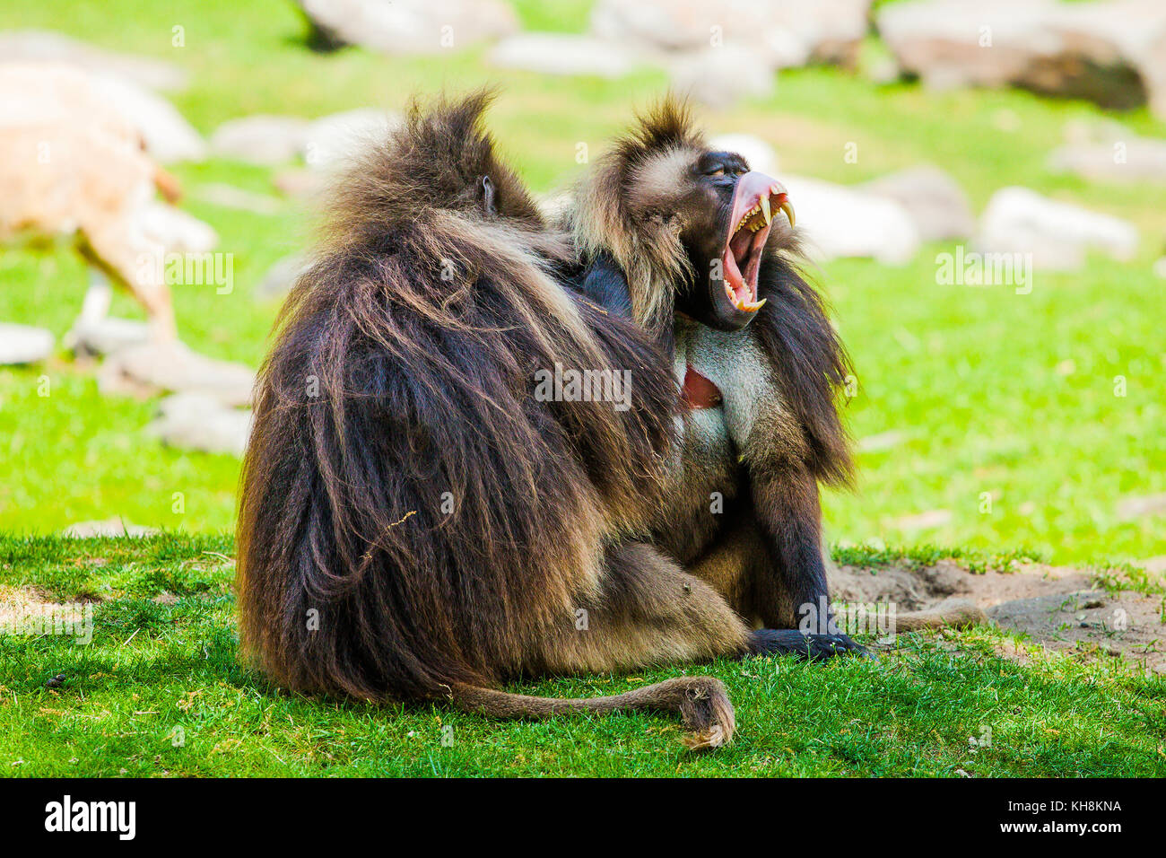 Pair of monkeys Stock Photo - Alamy