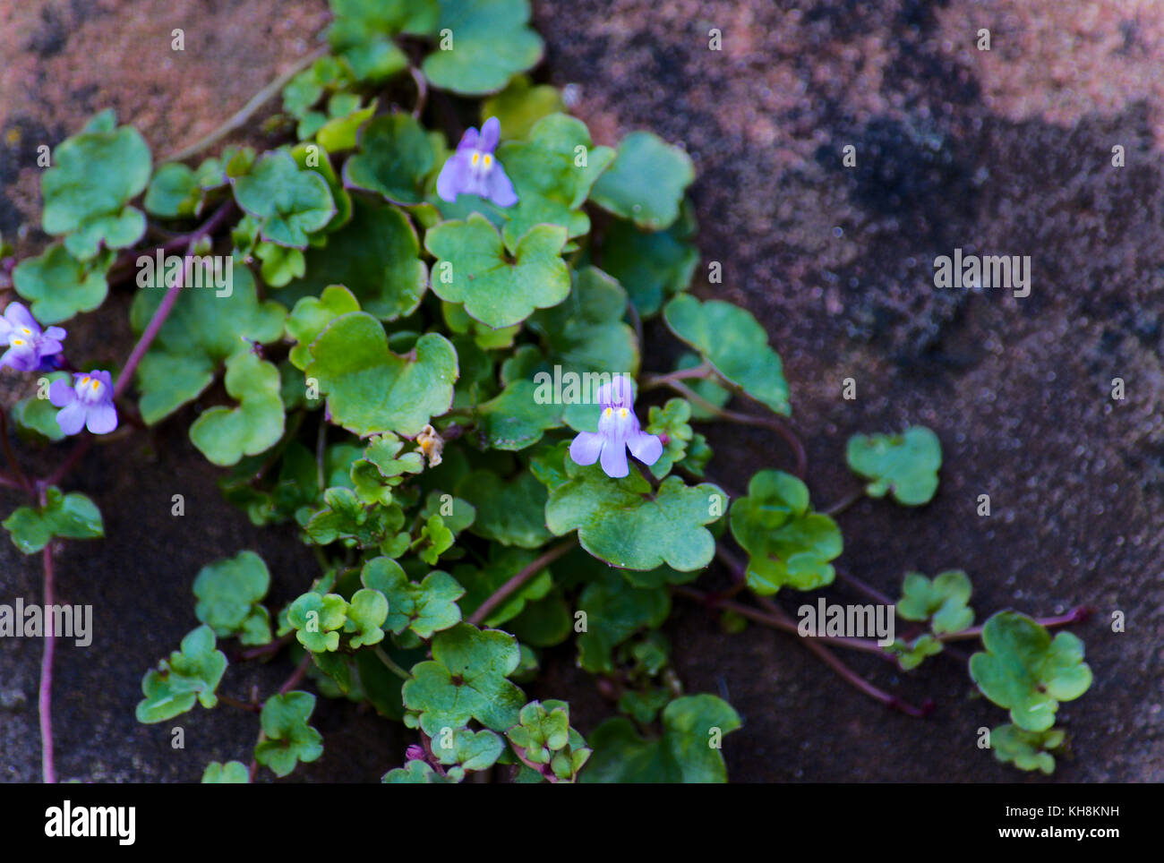 Ivy-leaved toad flax Stock Photo - Alamy