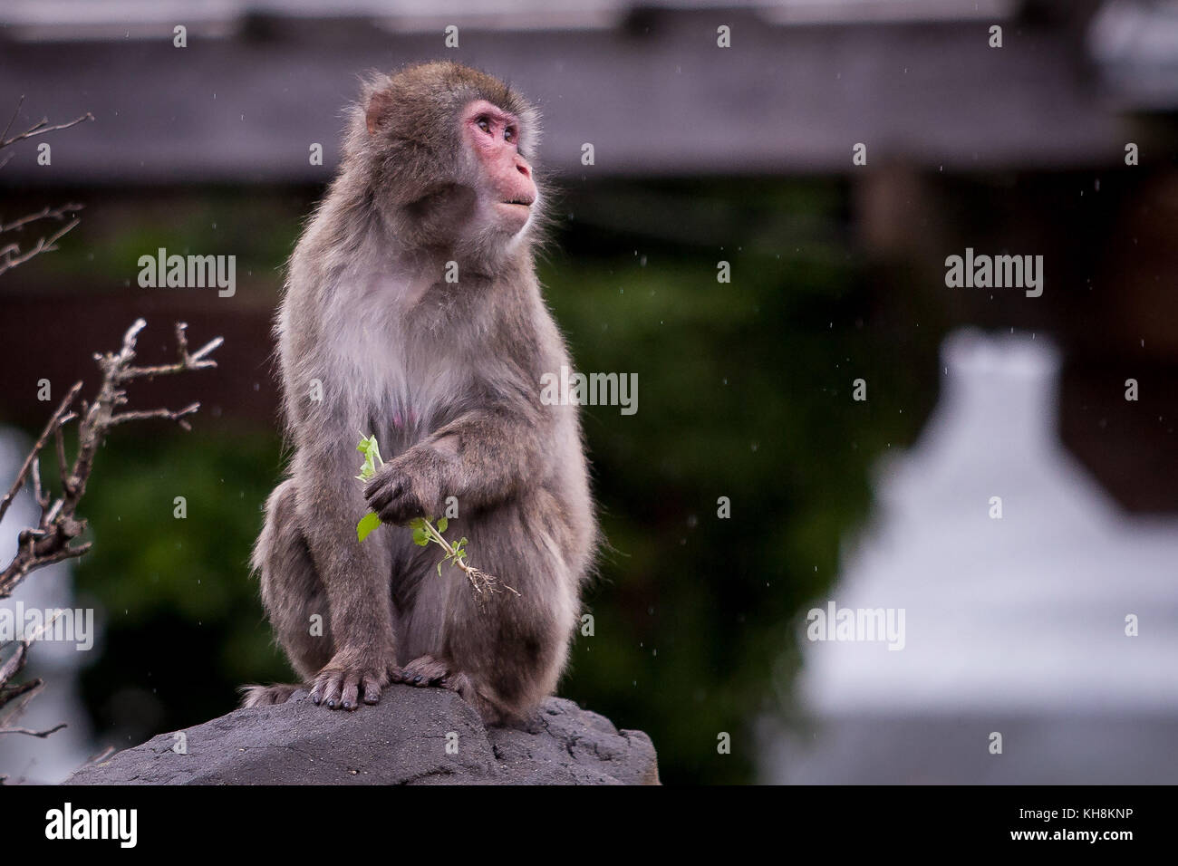 cold monkey in the snow Stock Photo - Alamy