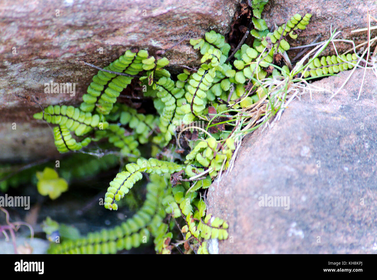Dog's tongue fern Stock Photo - Alamy