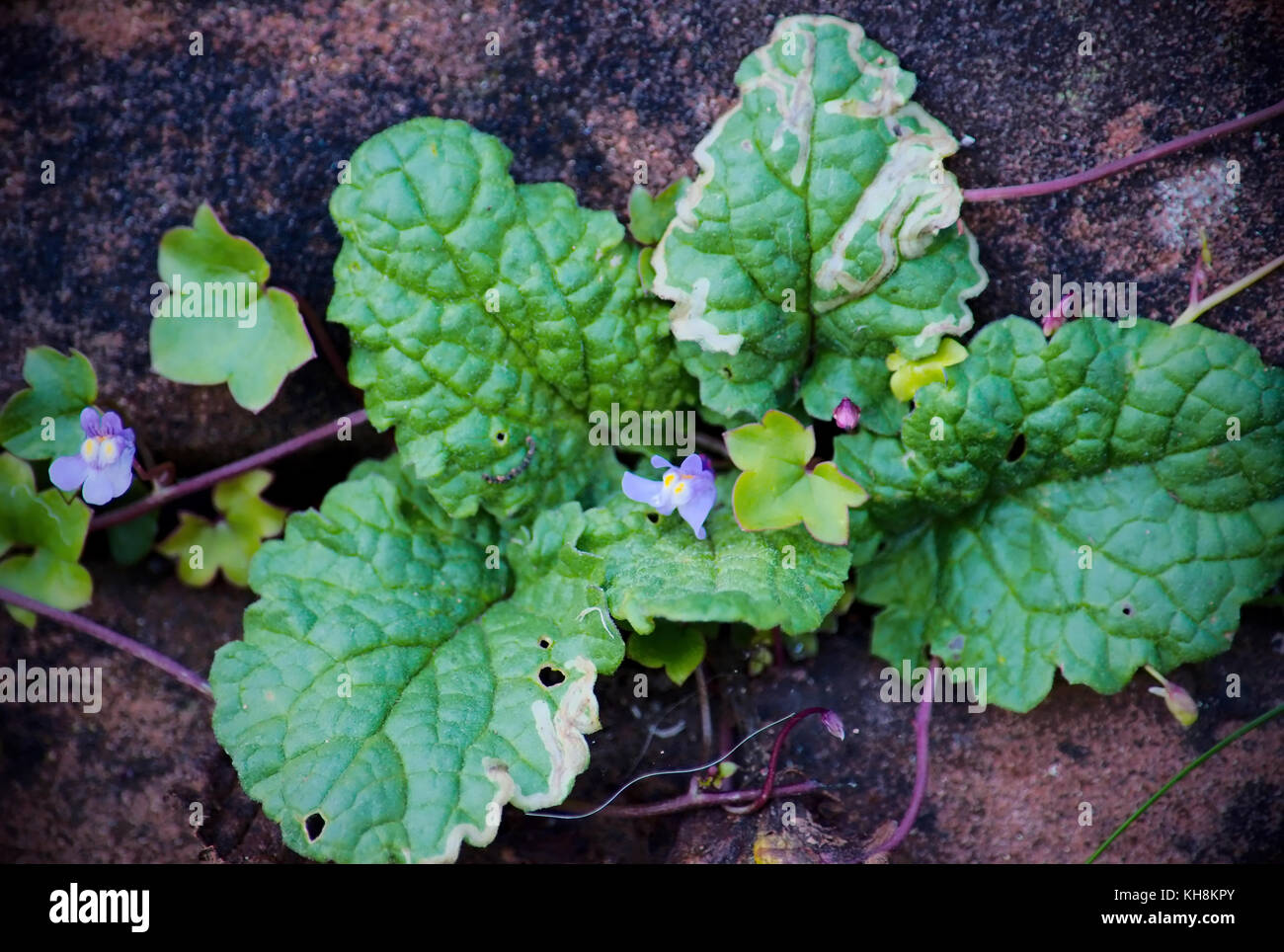 Toad Flax High Resolution Stock Photography and Images - Alamy