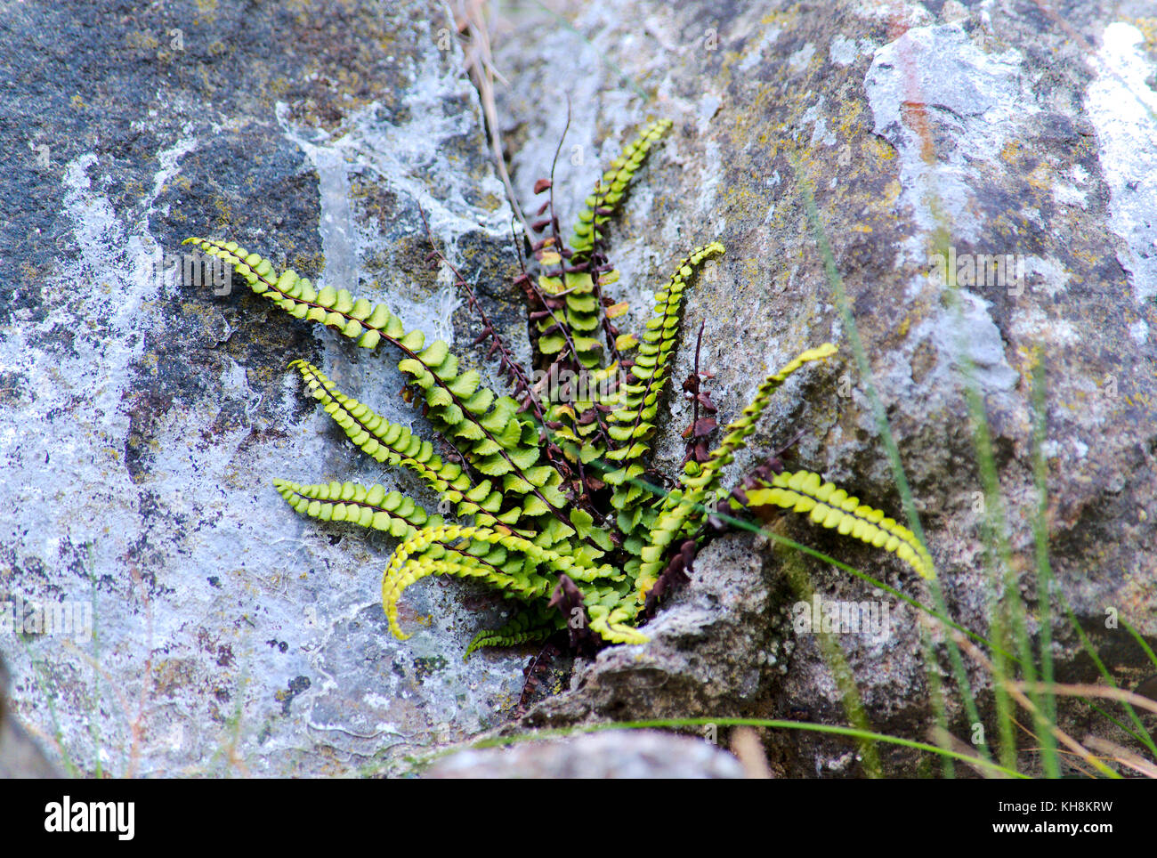 Dog's tongue fern Stock Photo - Alamy