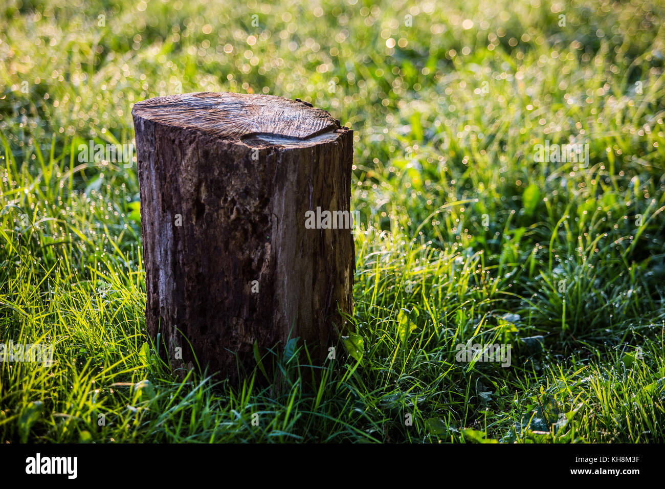Wooden bark hi-res stock photography and images - Alamy