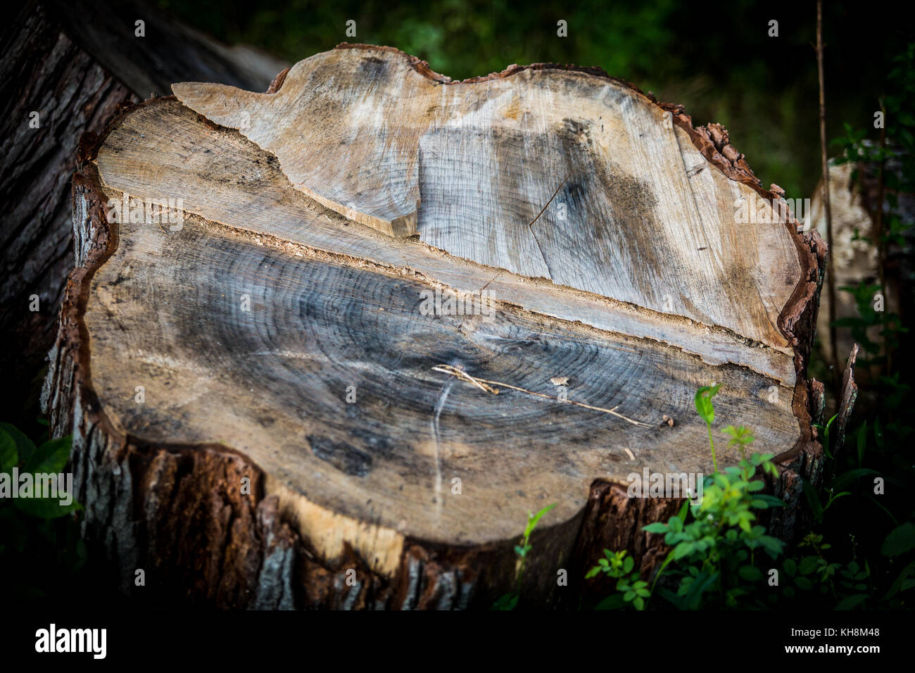 wooden bark cut chopped big Stock Photo - Alamy