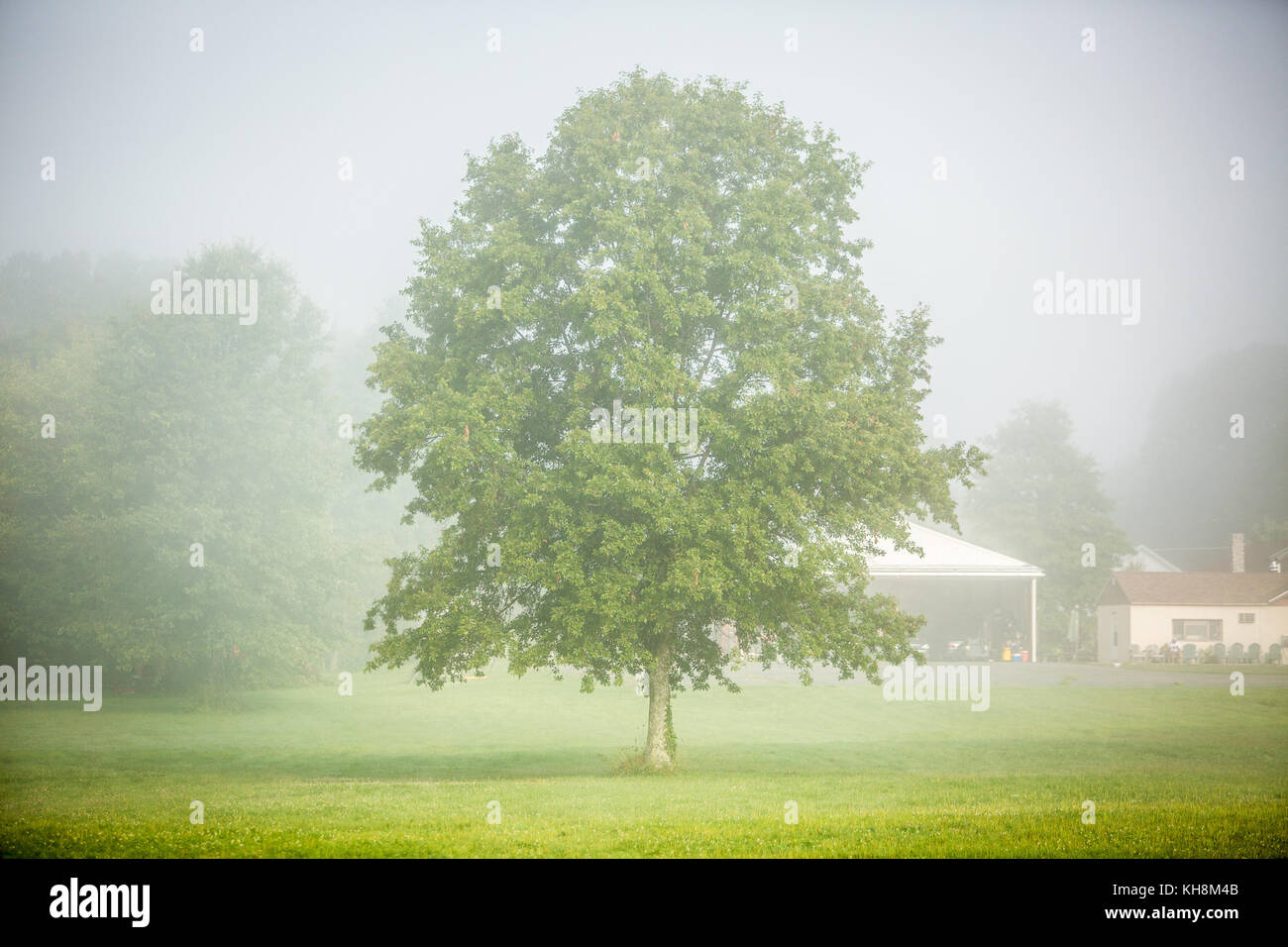 single tree in the fog Stock Photo - Alamy