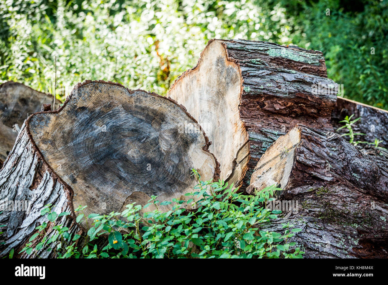 wooden bark cut chopped big Stock Photo - Alamy