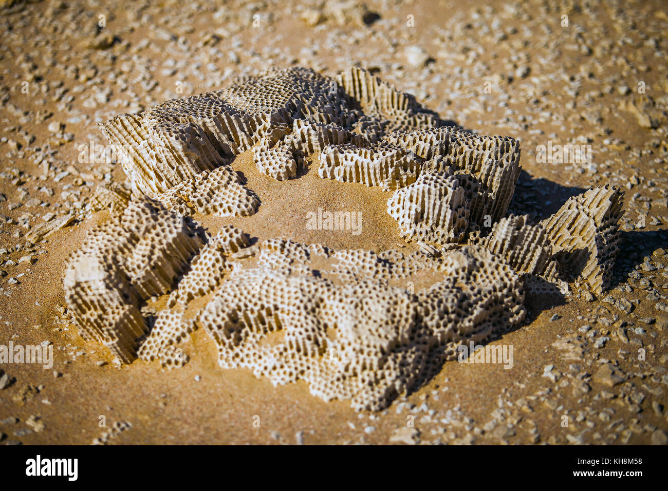 Coral rocks hi-res stock photography and images - Alamy
