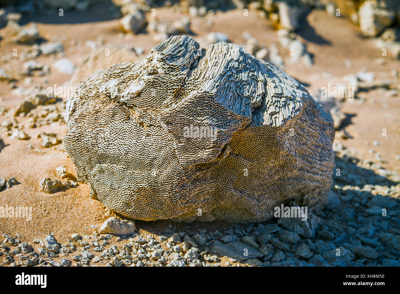 Coral rocks in the desert Stock Photo - Alamy