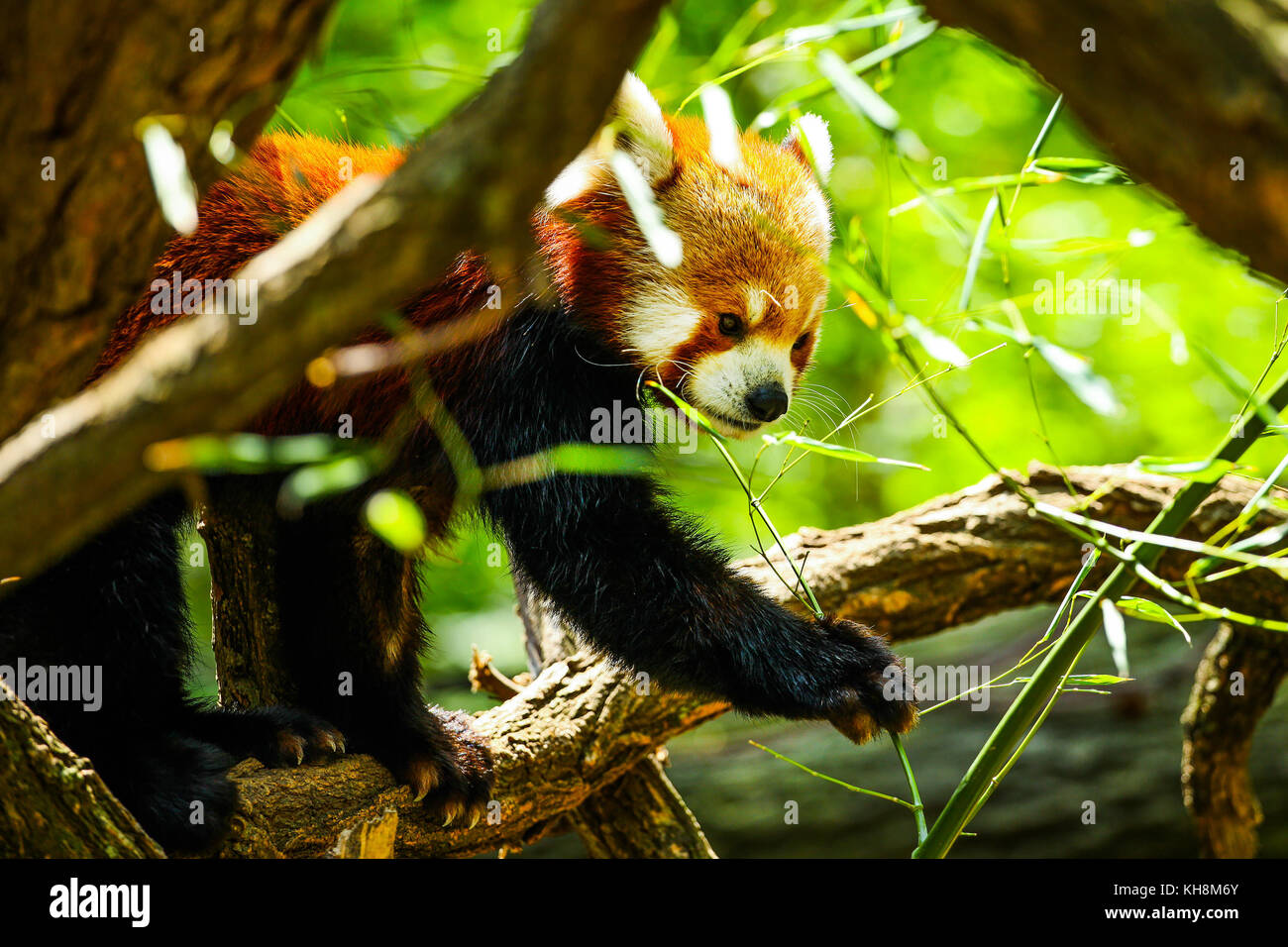Red panda eating Stock Photo - Alamy